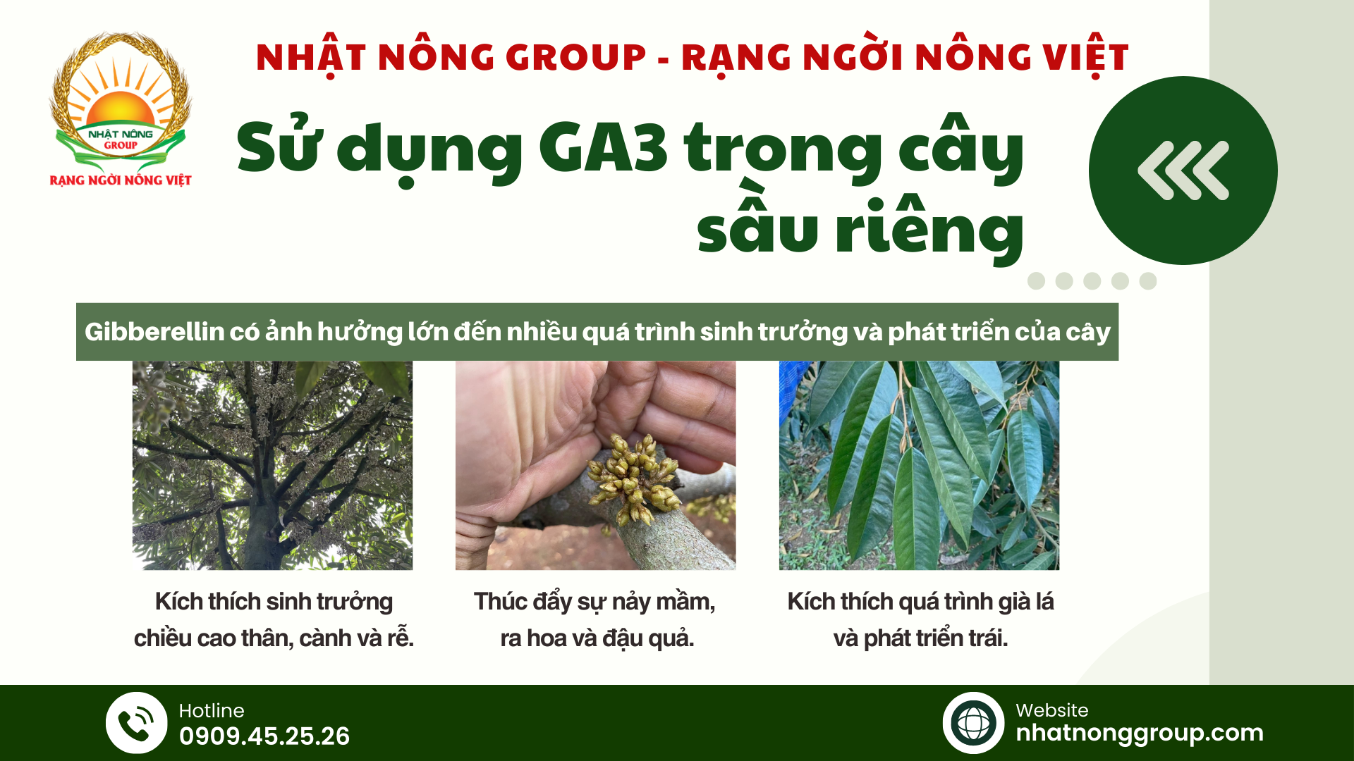 Thuốc GA3 có tác dụng gì? Liều lượng sử dụng Gibberellic Acid? - Nhật ...