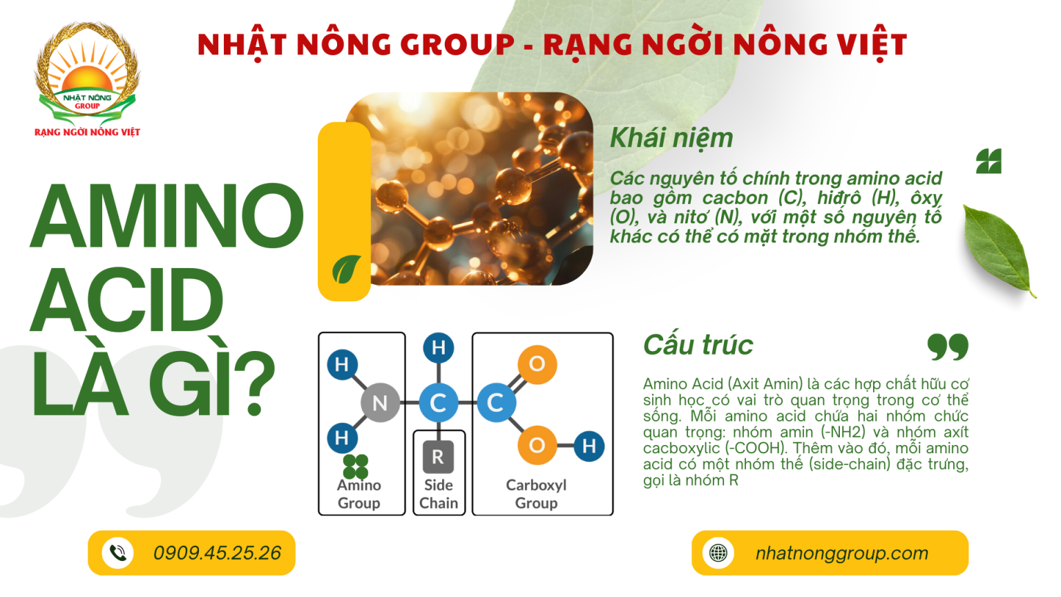 Amino acid là gì? Vai trò của amino axit đối với cây trồng - Nhật Nông ...