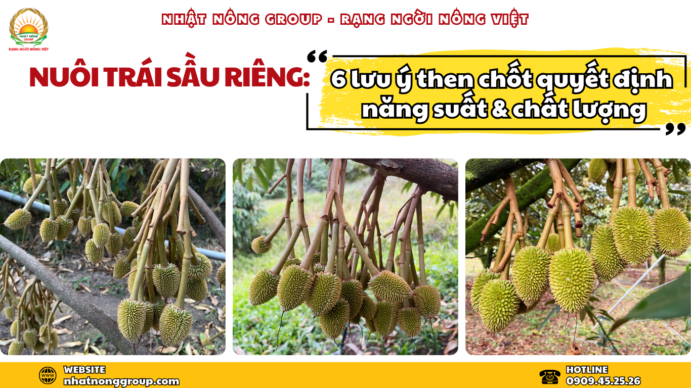 Nuôi trái sầu riêng: 6 lưu ý then chốt quyết định năng suất & chất ...