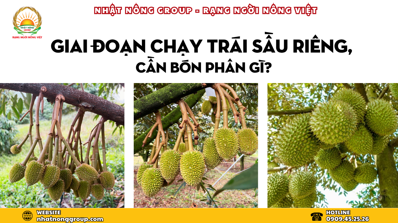 Giai đoạn chạy trái sầu riêng, cần bón phân gì? - Nhật Nông Group
