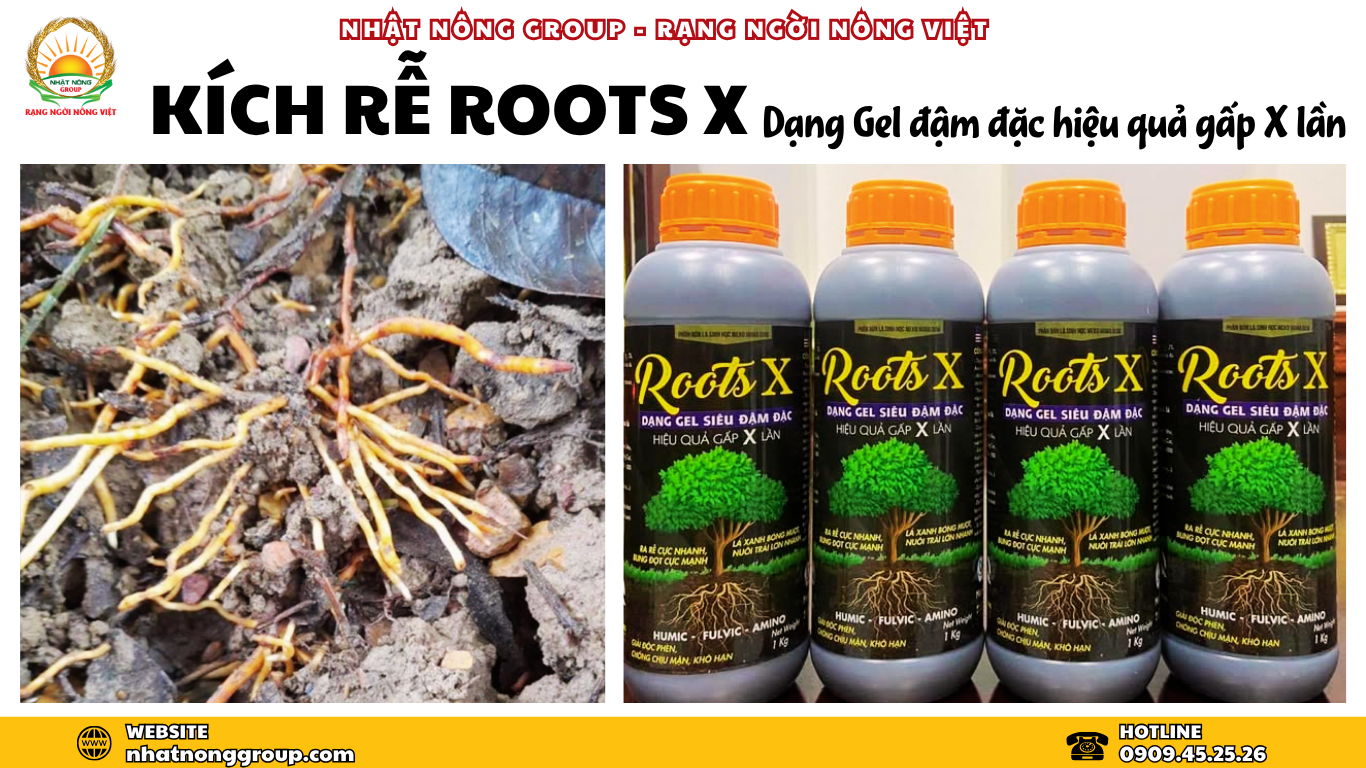 Kích rễ của Mỹ - Roots X dạng hữu cơ đậm đặc gấp X lần - Nhật Nông Group