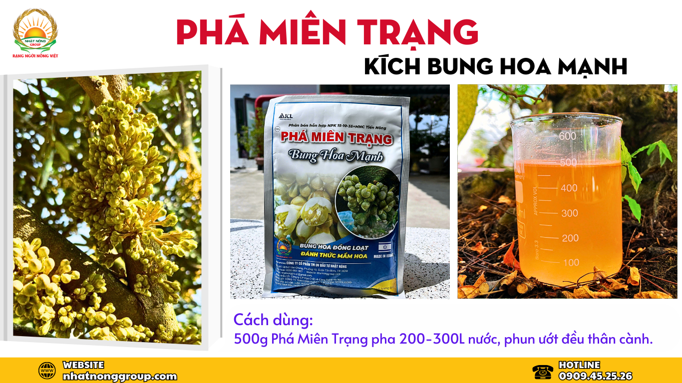 Phá miên trạng là gì? Khi nào nên phá miên trạng mầm hoa sầu riêng ...